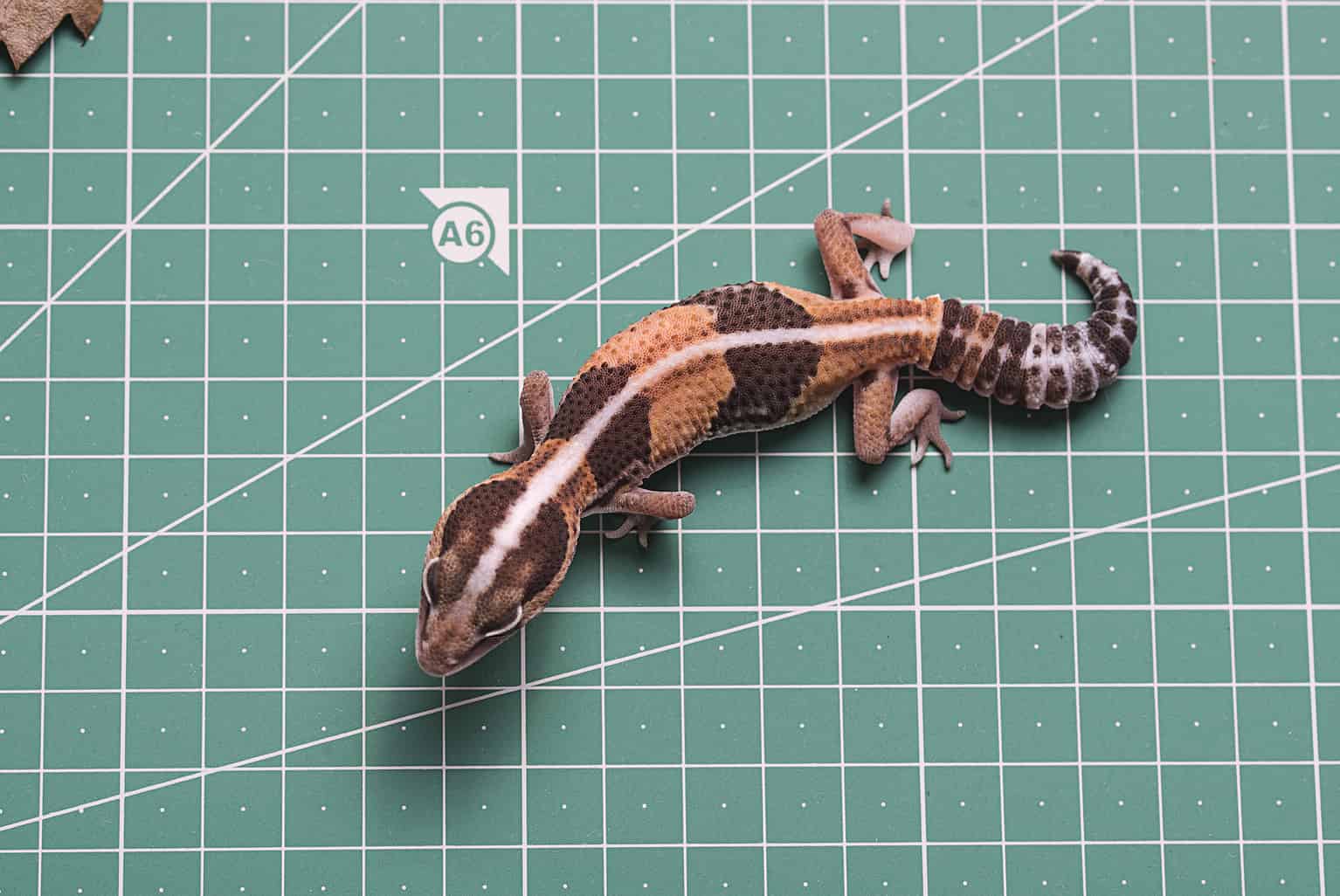 African Fat-Tailed Gecko Prices in 2023: Cost, Supplies, and Food!
