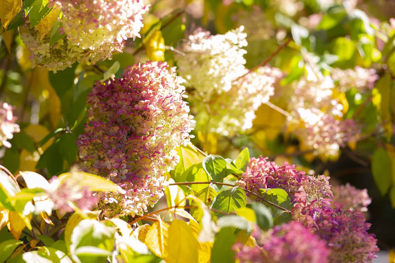 The Best 14 Flowering Trees for Ohio Yards - A-Z Animals
