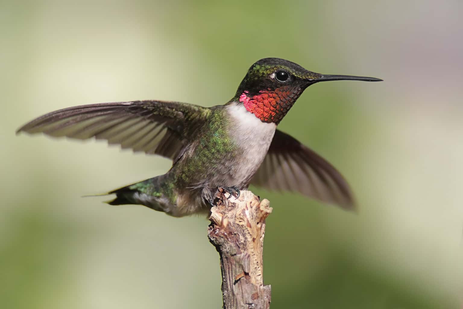 Discover When Hummingbirds Return to Tennessee - A-Z Animals