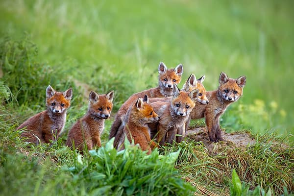 Fox Size Comparison: Just How Big Do They Get? - A-Z Animals