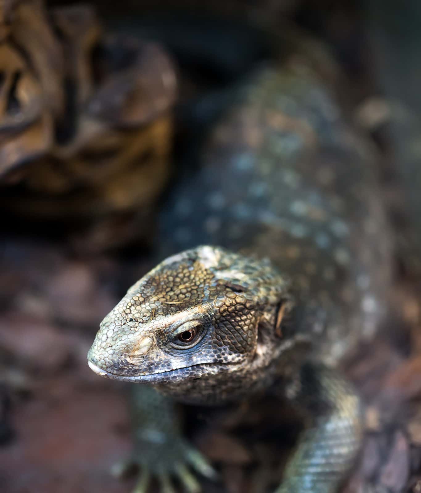 Is a Savannah Monitor a Good Pet? - AZ Animals