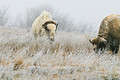 The Rare White Bison Is a One-in-a-Million Sight - A-Z Animals