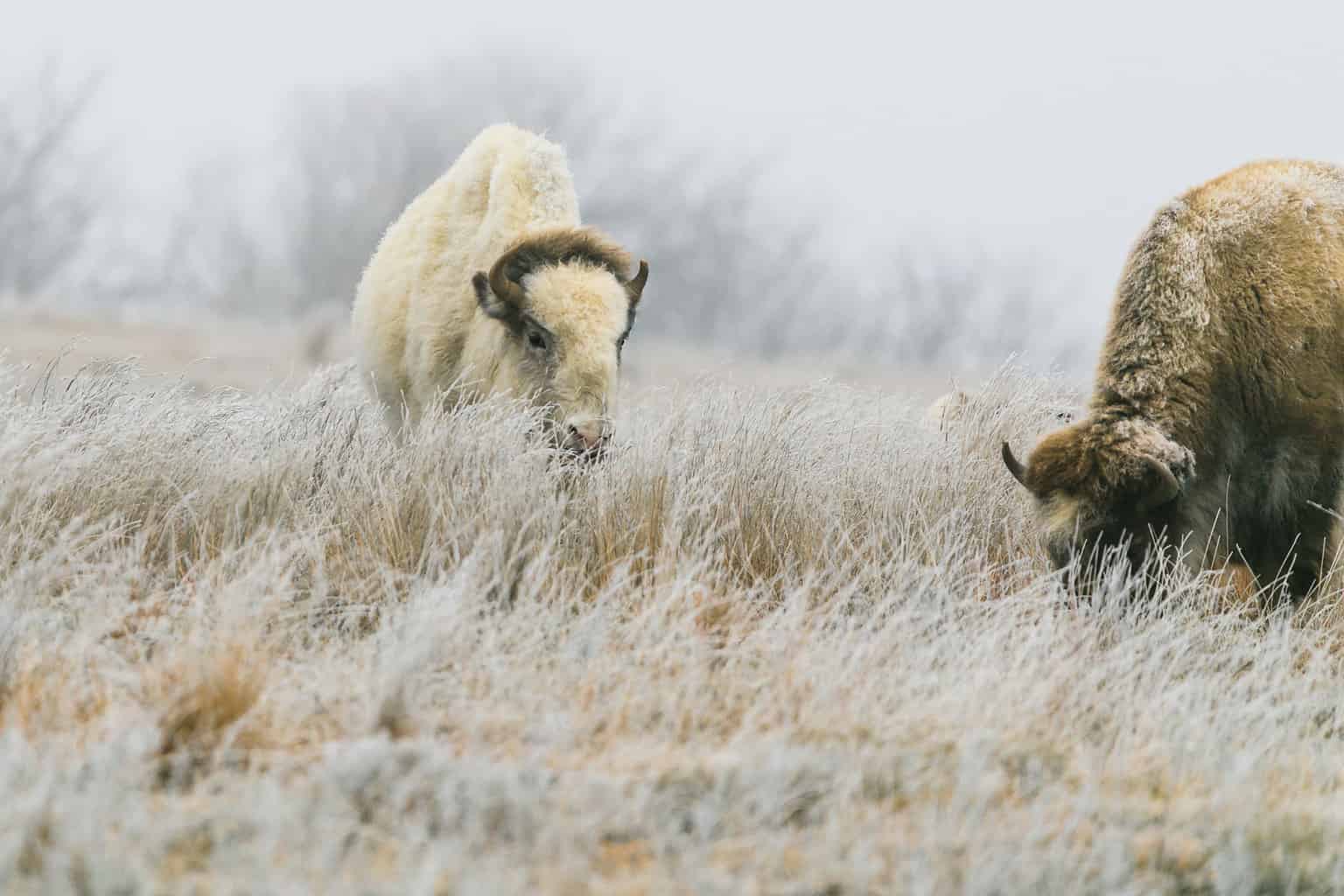 The Rare White Bison Is a One-in-a-Million Sight - A-Z Animals