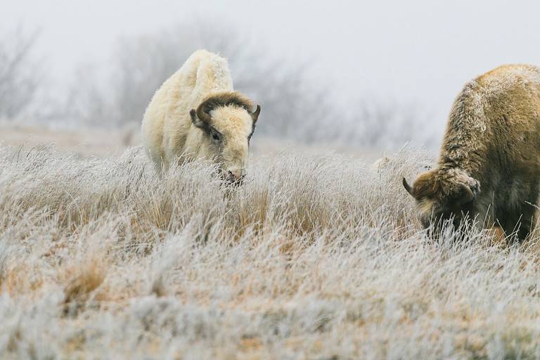 The Rare White Bison Is a One-in-a-Million Sight - A-Z Animals