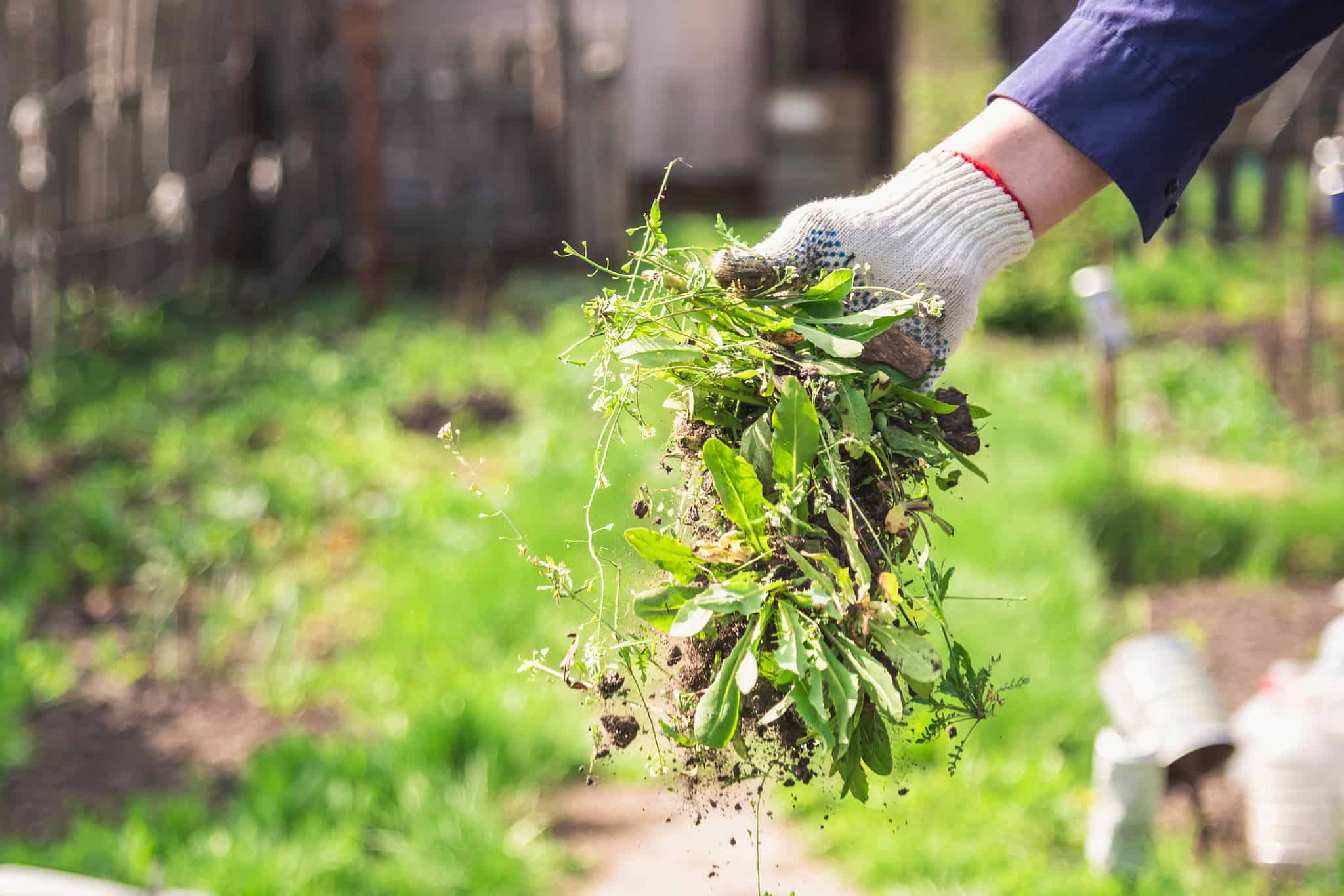 12 Reasons You Should Never Leave Dog Poop In Your Yard - A-Z Animals