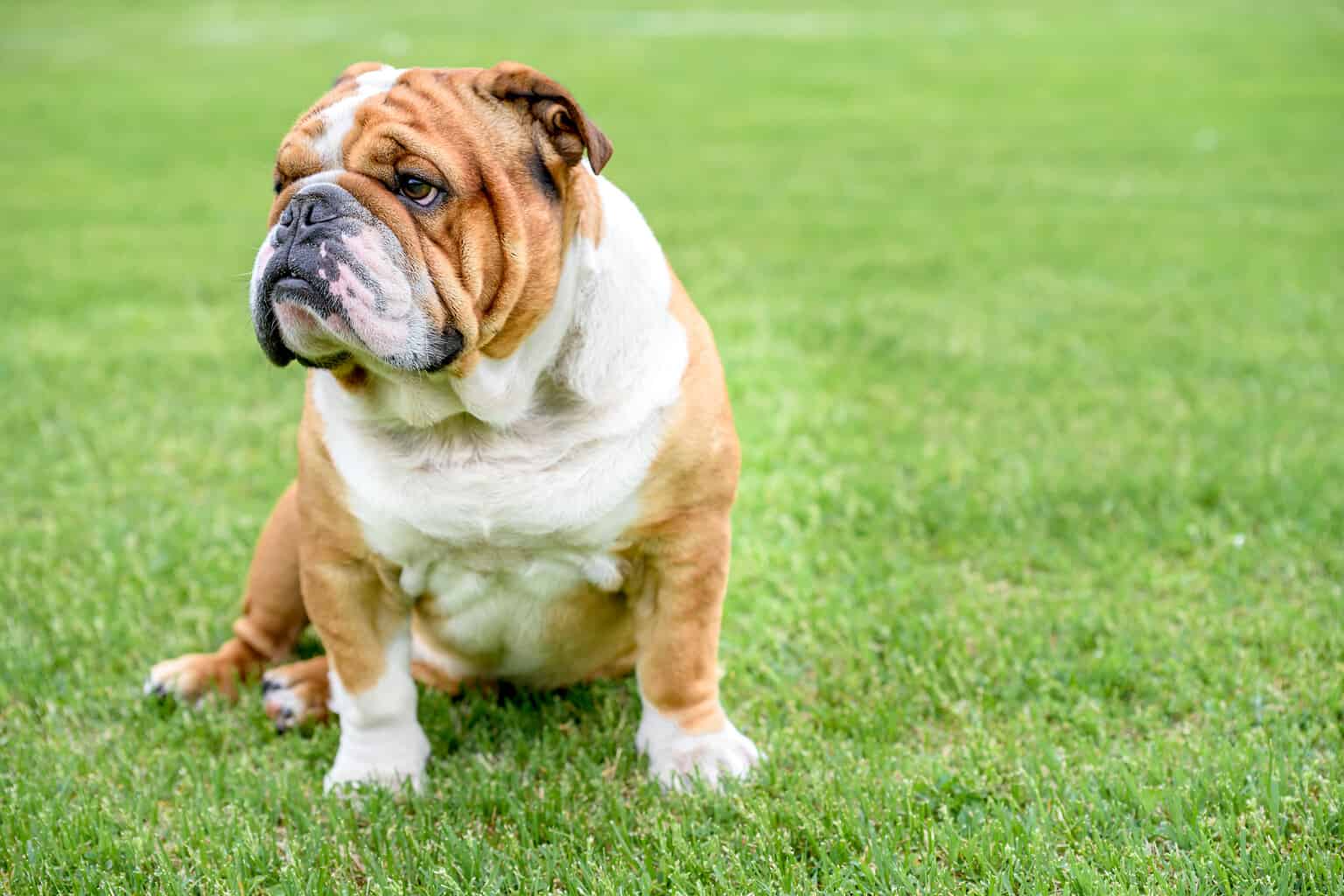 The 8 Most Common Health Problems in English Bulldogs - A-Z Animals