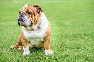 The 8 Most Common Health Problems in English Bulldogs - A-Z Animals