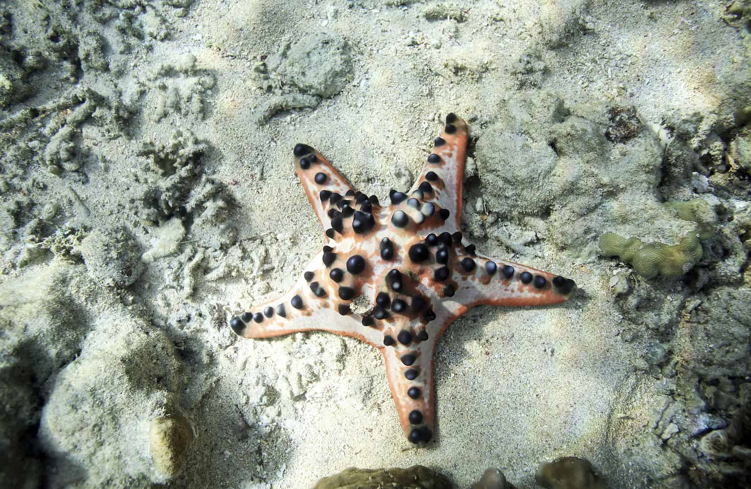Why Sea Stars Huddle Together Beneath the Waves - A-Z Animals