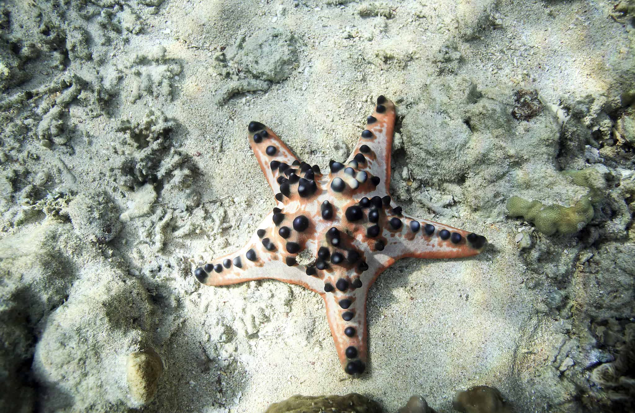Why Sea Stars Huddle Together Beneath the Waves - A-Z Animals
