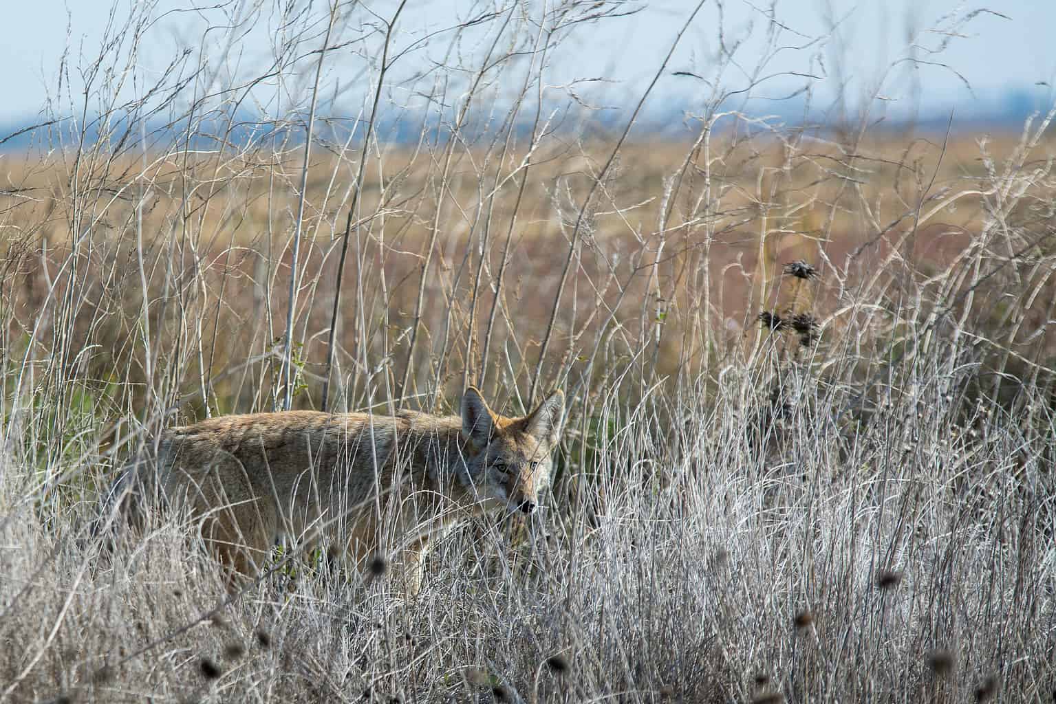 The States with the Most Coyotes in America - A-Z Animals