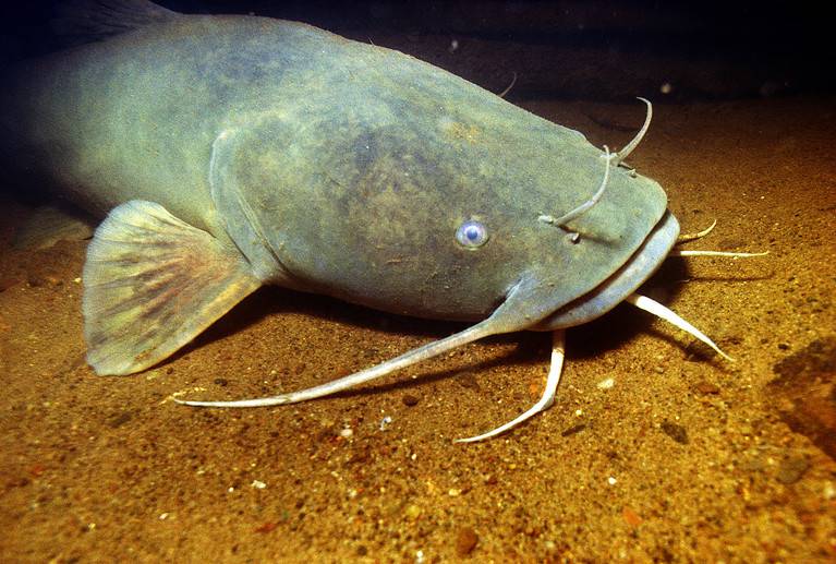Record-Breaking Mekong Catfish: The Largest Ever Caught - A-Z Animals
