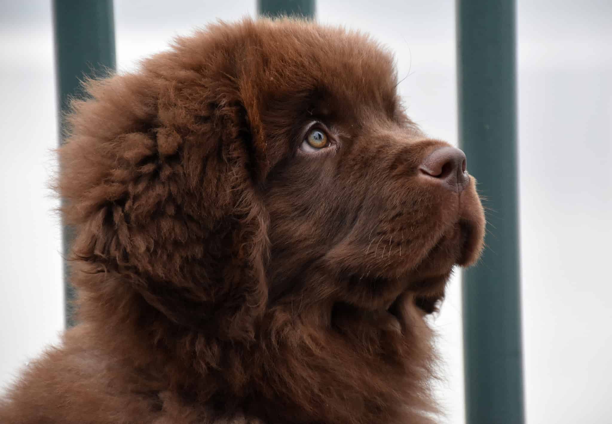 Newfoundland Colors: Rarest to Most Common - A-Z Animals