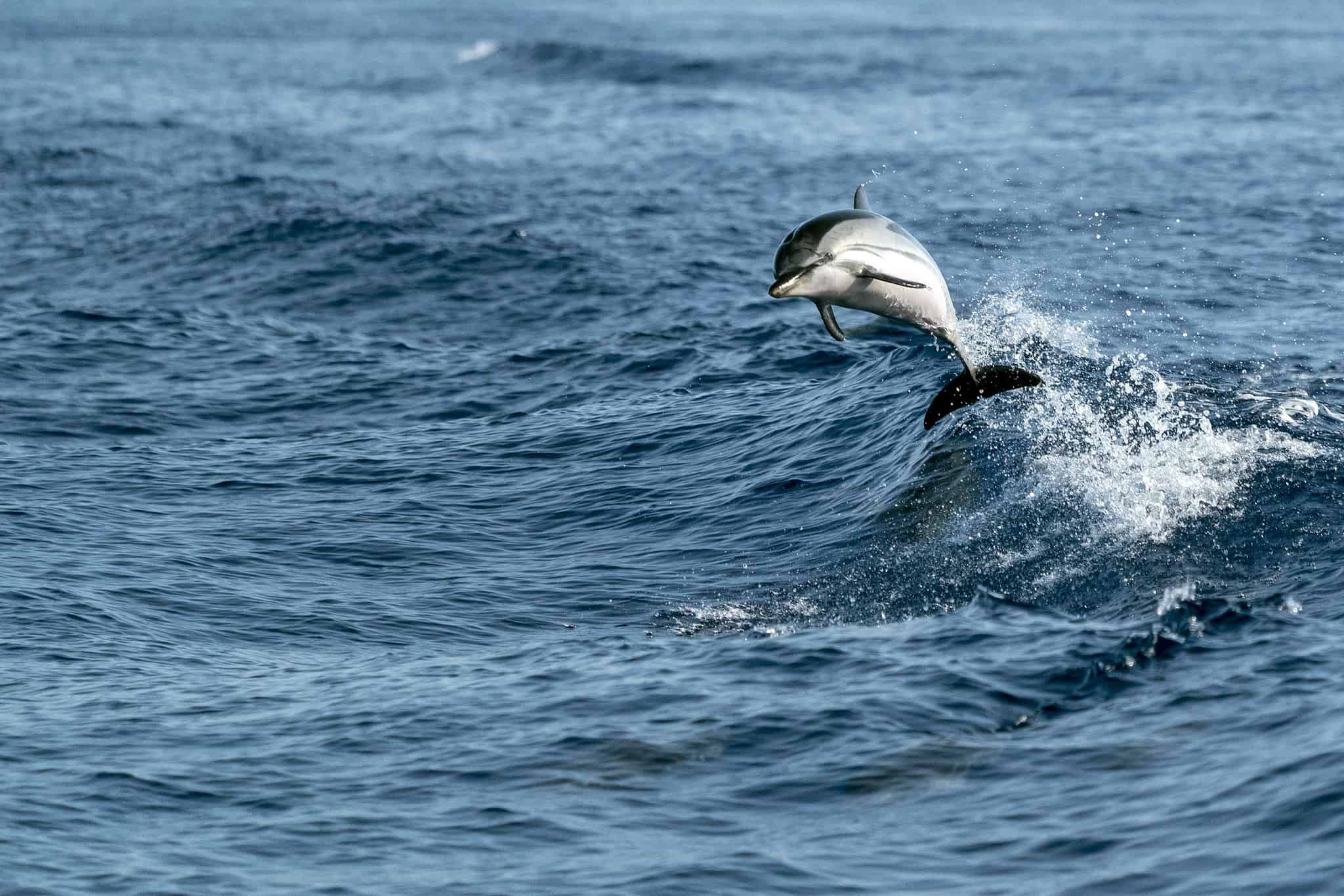 Lucky Boaters Spot Incredibly Rare "Hybrid" Dolphins Swimming Alongside ...