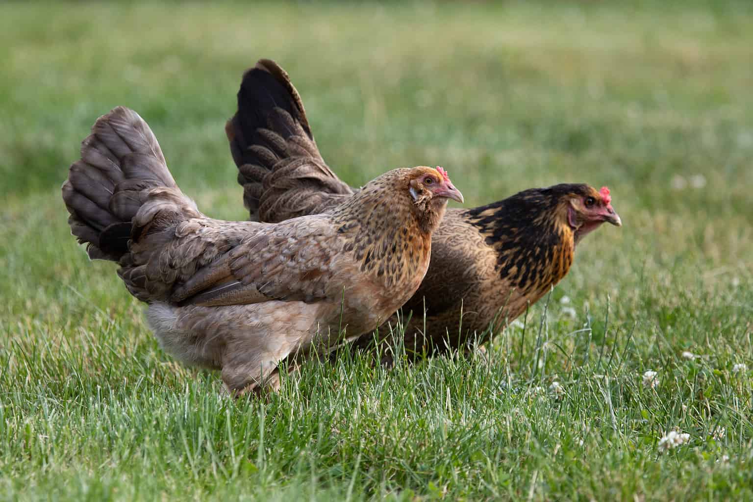 Do Chickens Carry Diseases? Beware of These 13 Common Illnesses - A-Z ...