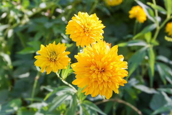 29 Beautiful Types of Yellow Wildflowers - A-Z Animals