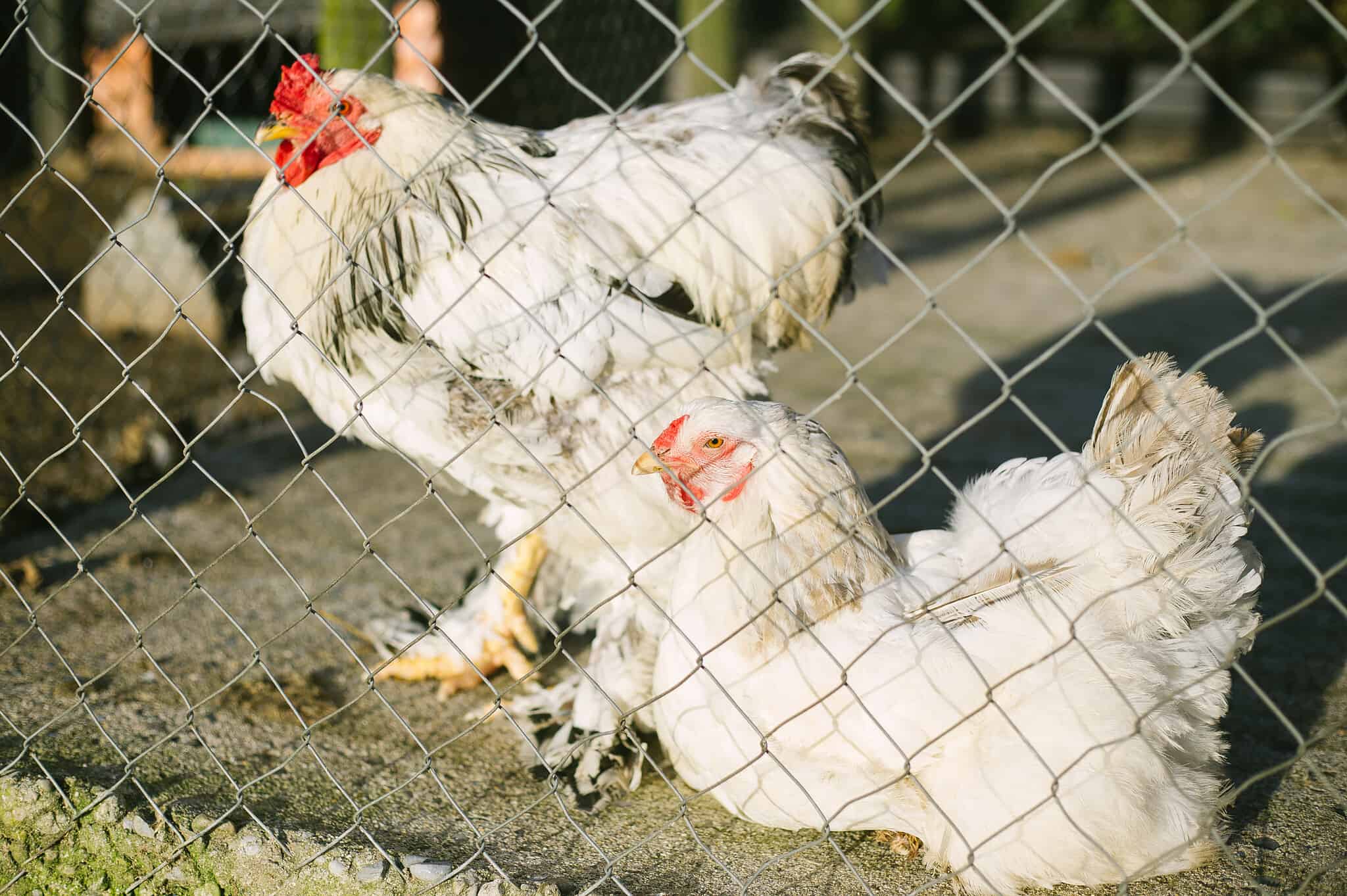 Cochin Hen vs. Rooster: What Are the Differences? - A-Z Animals