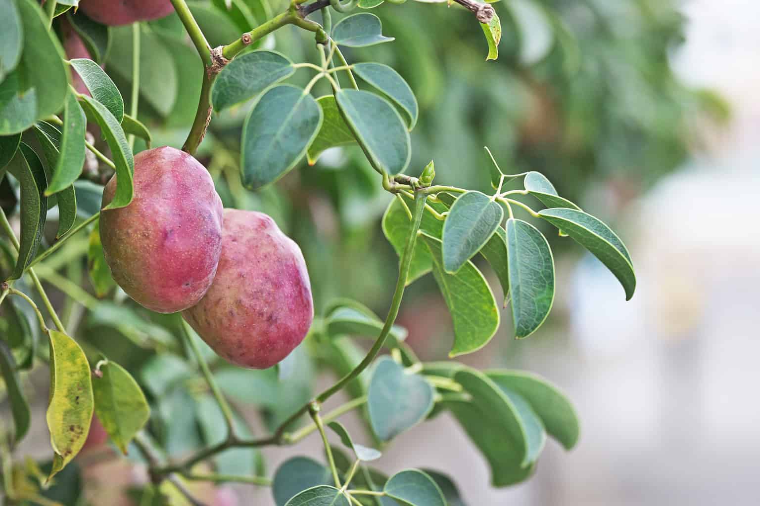 25 Vines that Grow and Thrive in the Shade - A-Z Animals