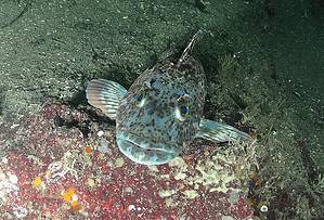 The Largest Lingcod Ever Caught in Washington was a Coastal Colossus ...