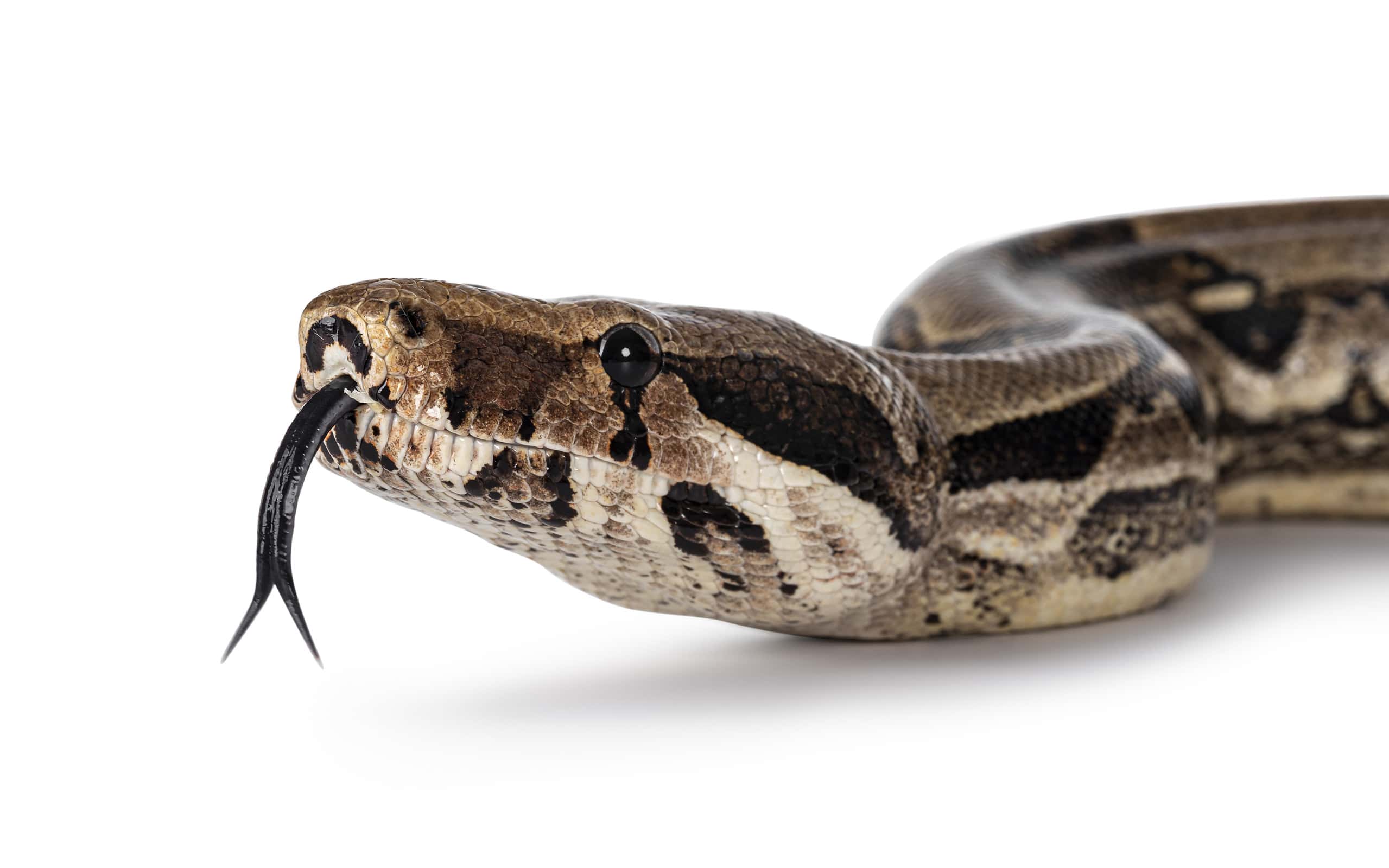 The 8 Strongest Snakes in the World - A-Z Animals