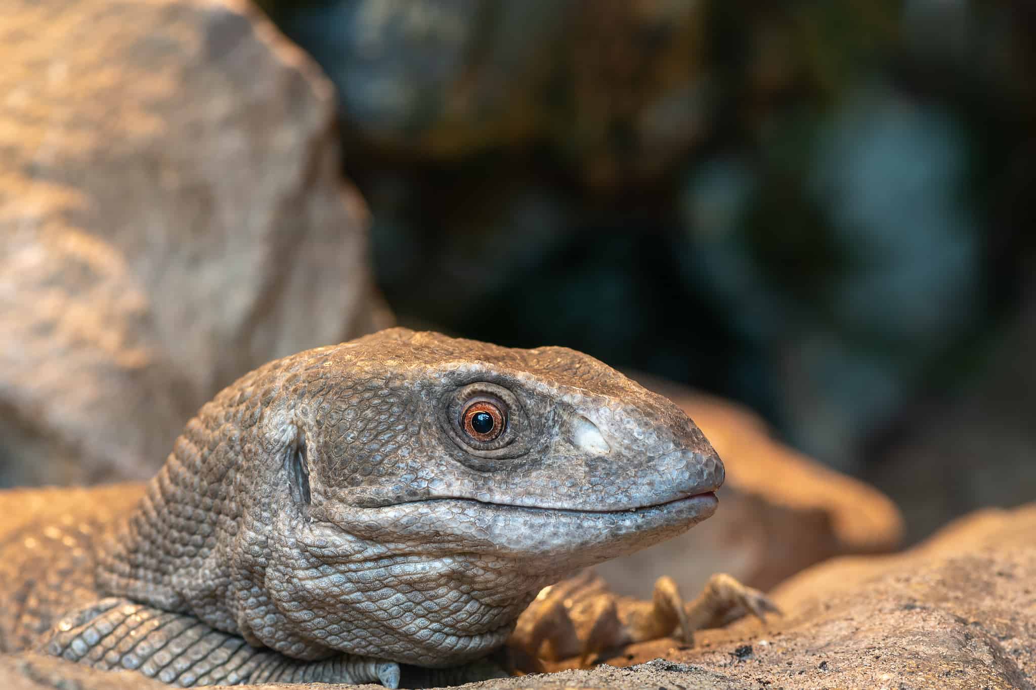 Is a Savannah Monitor a Good Pet? - A-Z Animals