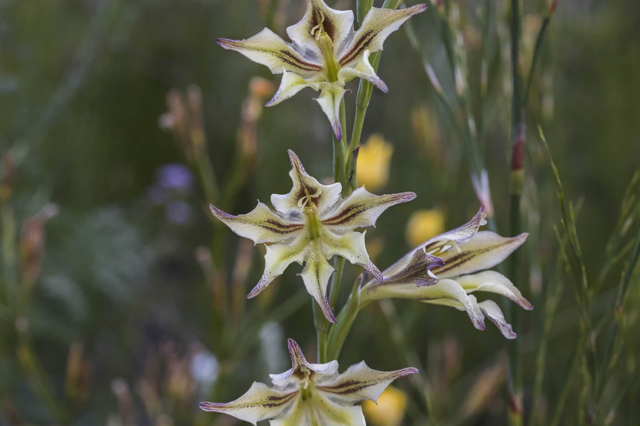 15 Beautiful Flowers That Bloom at Night - A-Z Animals