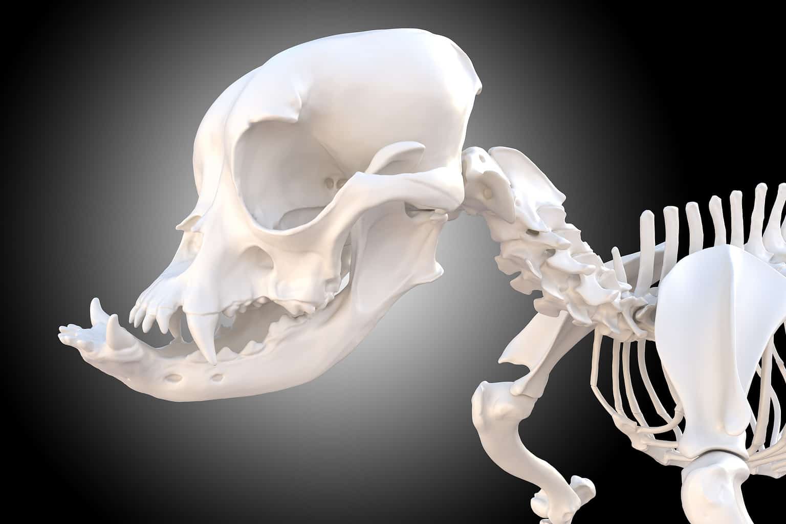 What an 11,000-Year-Old Dog Skull Tells Us About Dogs Today - A-Z Animals