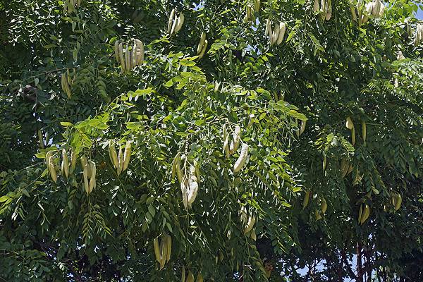 The 23 Most Iconic Trees Native to Indiana - A-Z Animals