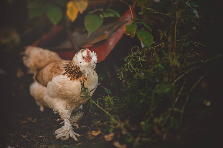 Chicken Colors: Rarest to Most Common - A-Z Animals