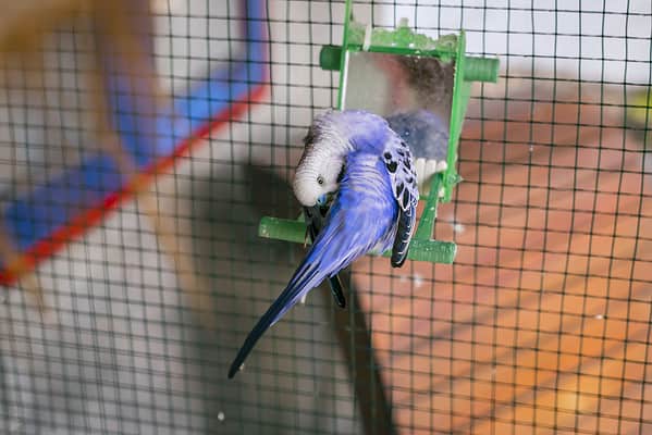 Parakeet Colors: Rarest to Most Common
