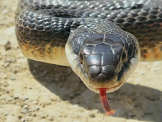 The 11 Best Pet Snakes for Beginners (Safe and Low Maintenance!) - A-Z ...