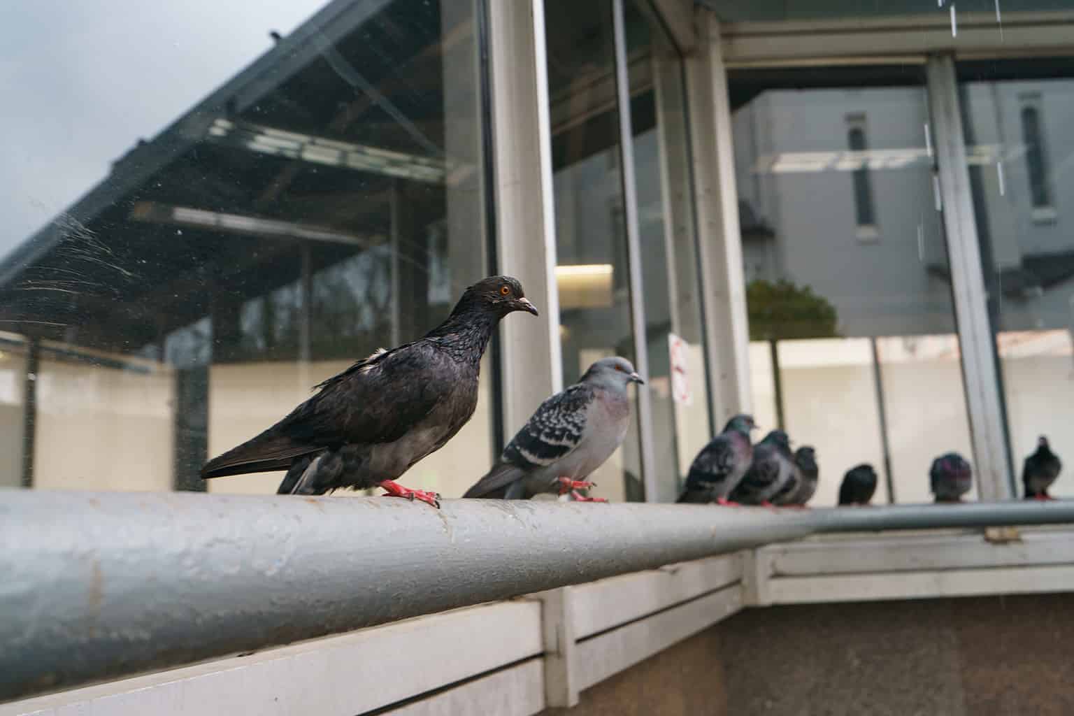 Where Do Pigeons Come From, and Why Are There So Many In Big Cities ...