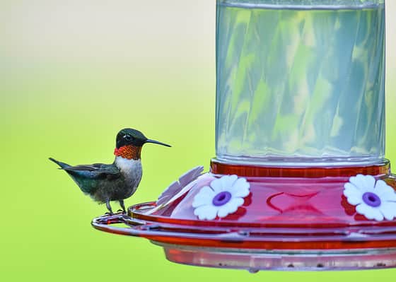 Discover What Really Happens to Hummingbirds If They Stop Flying - A-Z ...