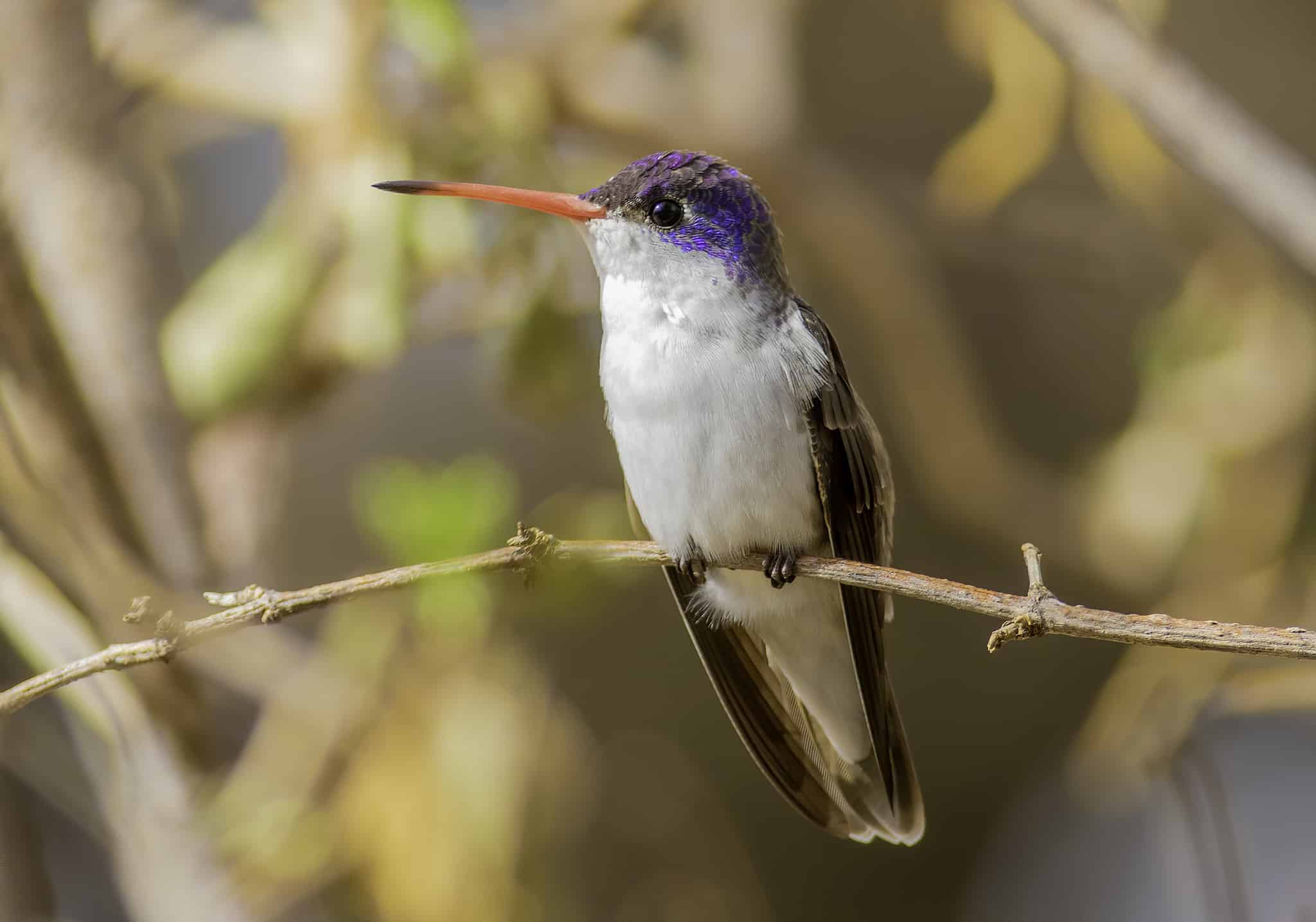 Hummingbirds in California: 13 Types and the Plants to Attract Them - A ...