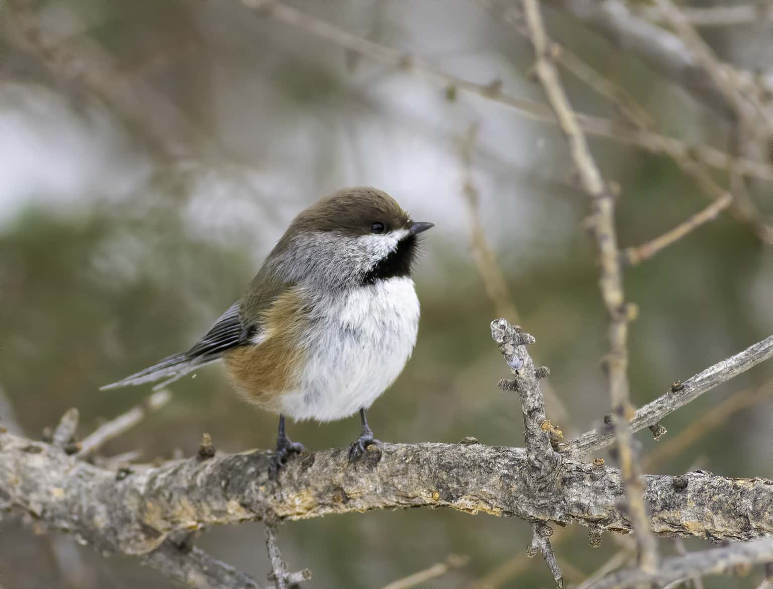 Where Do Chickadees Nest? - A-Z Animals