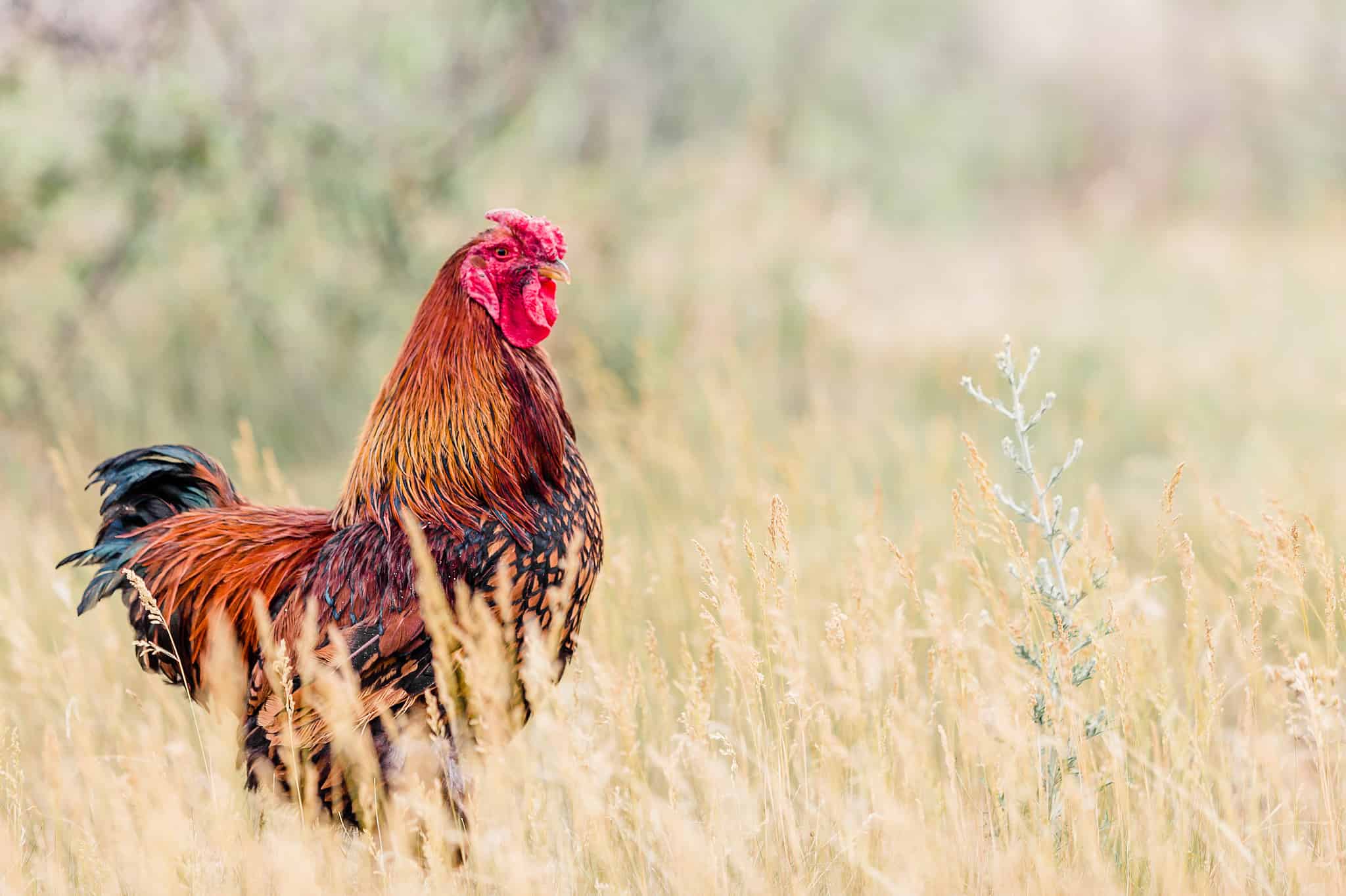 What to Do If You End up With a Rooster