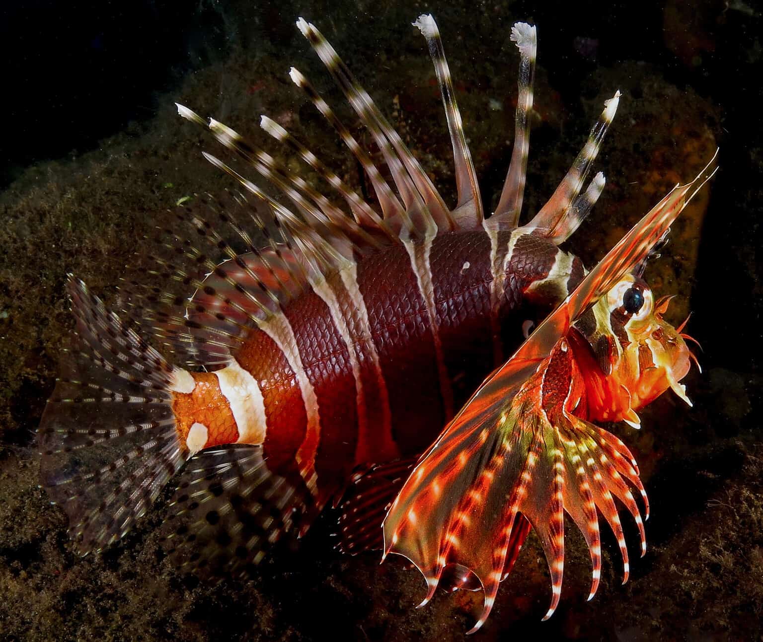 Meet the World’s Strangest Fish That Look Too Weird to Be Real - A-Z ...