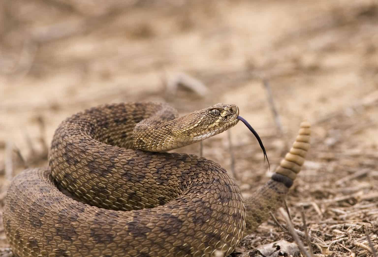The 40 Coolest Facts About Snakes - A-Z Animals Slideshows