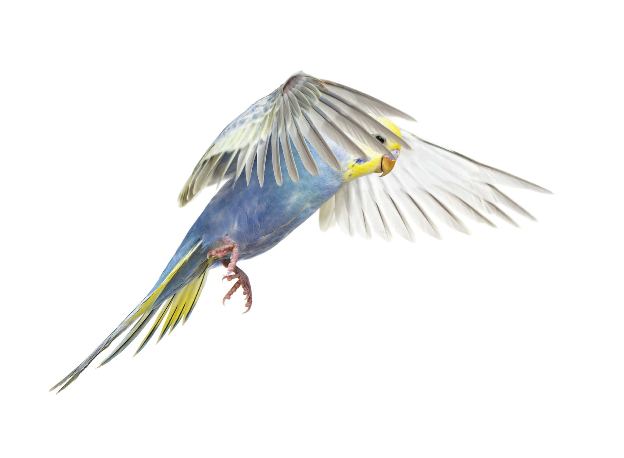 Parakeet Colors: Rarest to Most Common