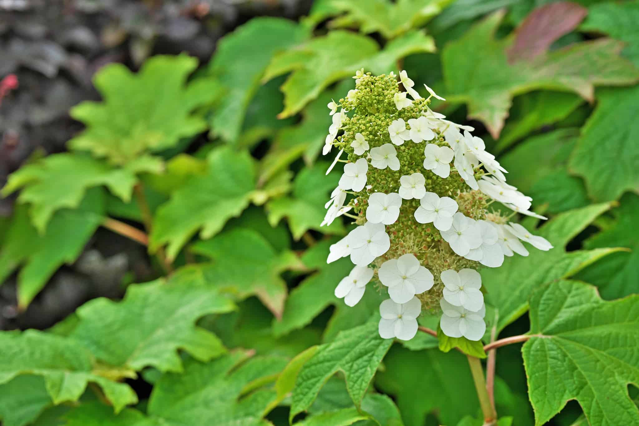 The 16 Best Shrubs to Plant in Texas (From Evergreen to Deciduous!) - A ...