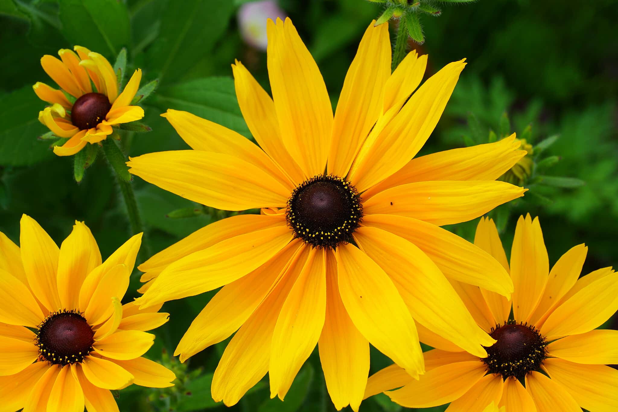 The Top 10 Most Colorful Fall-Blooming Flowers in Connecticut - A-Z Animals
