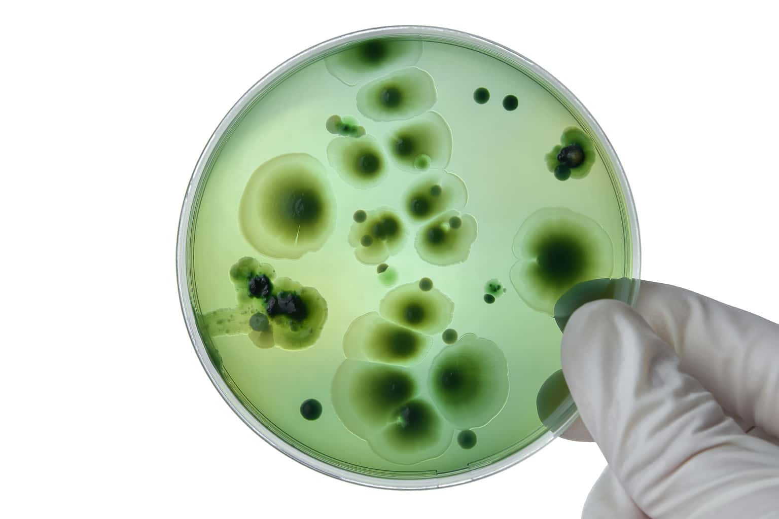 Wild Rabbits in Australia: Types and How the Population Exploded - A-Z ...