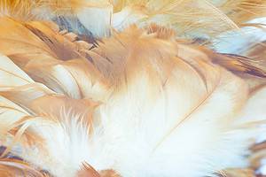Parakeet Colors: Rarest to Most Common