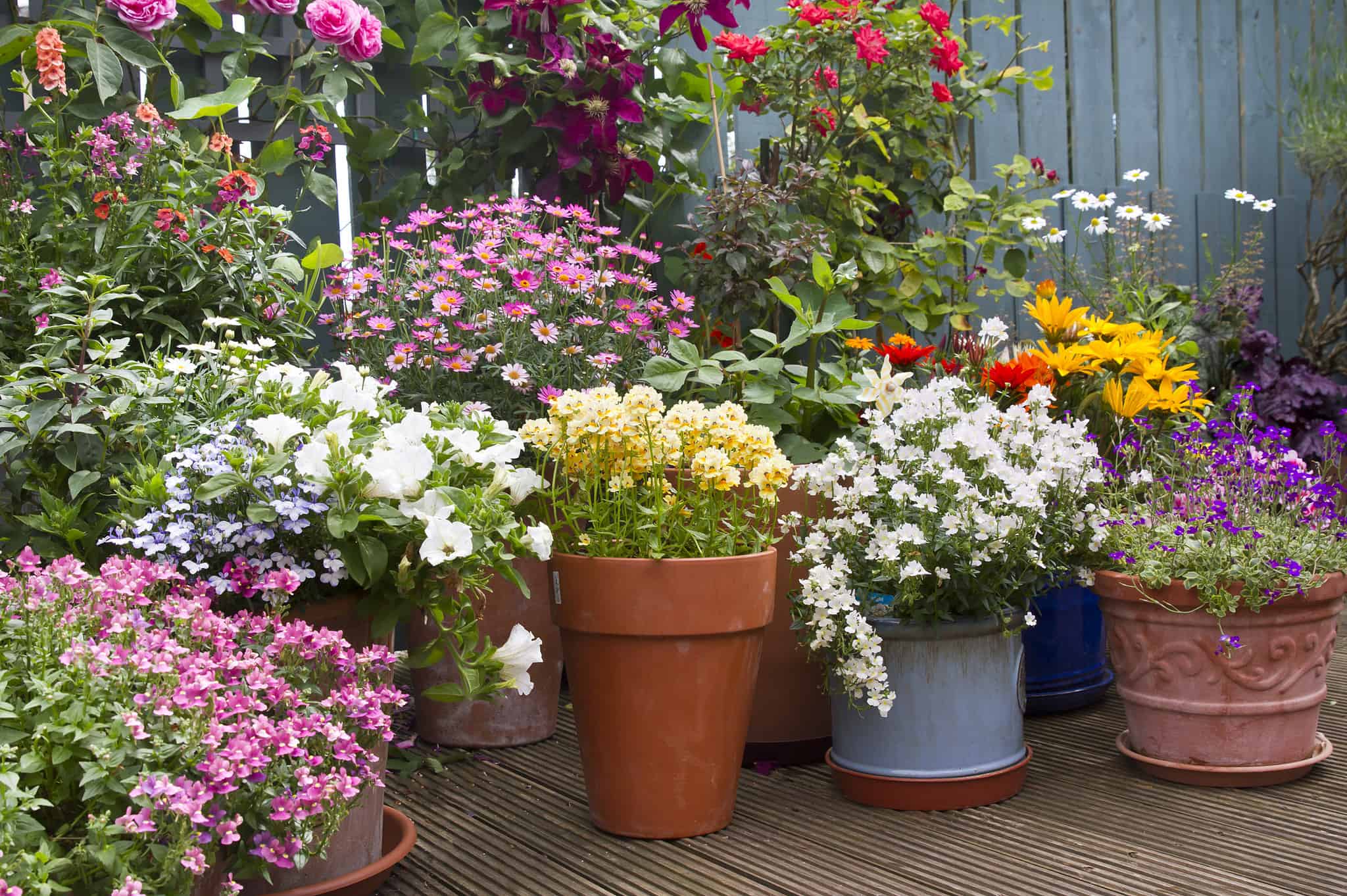 20 Incredible Flowers That Represent Change - A-Z Animals