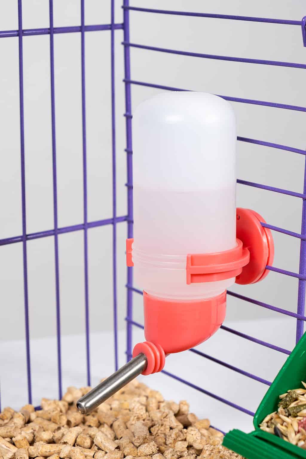 Lionhead Rabbit Prices in 2024: Purchase Cost, Supplies, Food, and More ...
