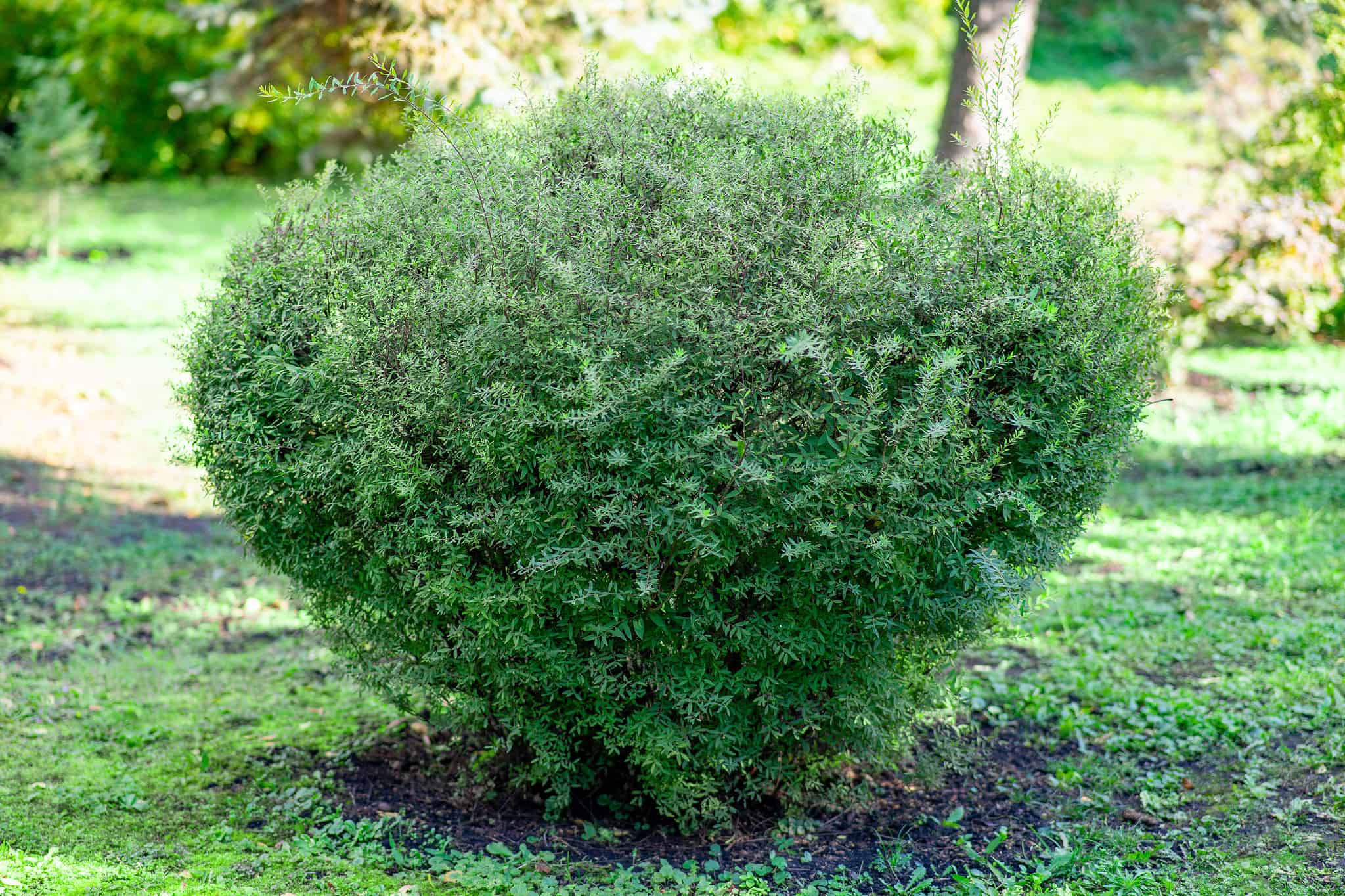 The 16 Best Shrubs to Plant in Texas (From Evergreen to Deciduous!) - A ...