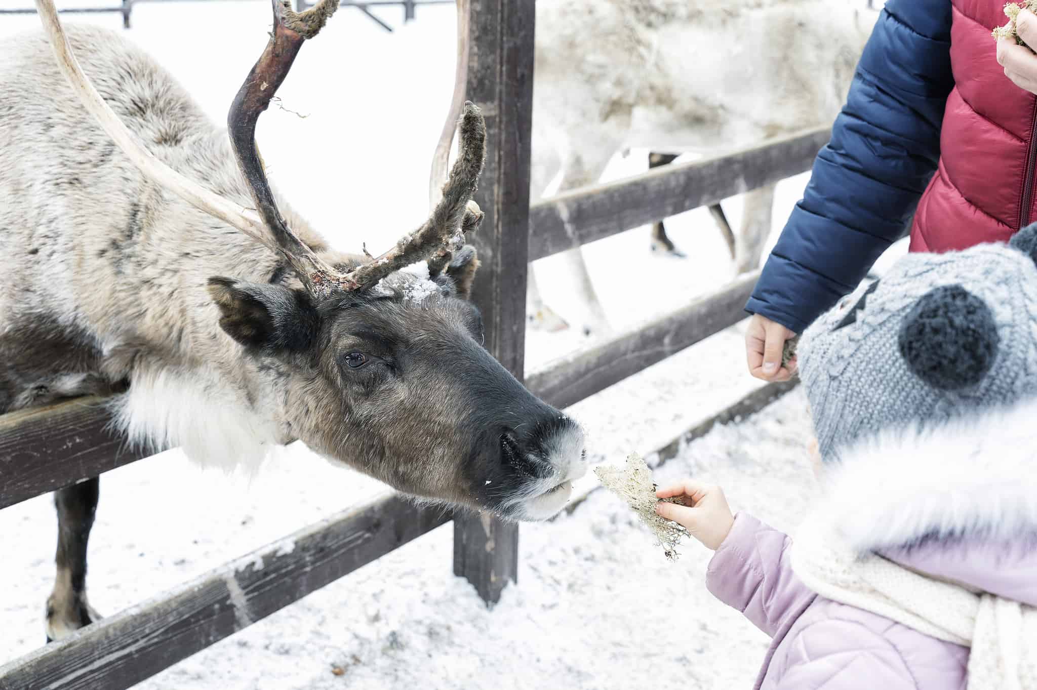 Discover the Decline: Why Reindeer Populations Are Shrinking Across the ...