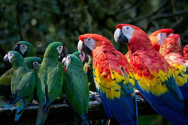 Parrot Colors: Most Common to Rarest - A-Z Animals