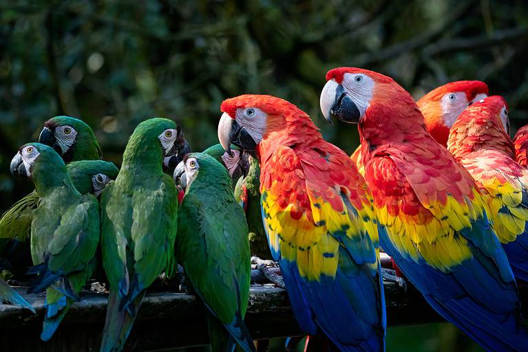 Parrot Colors: Most Common to Rarest - A-Z Animals