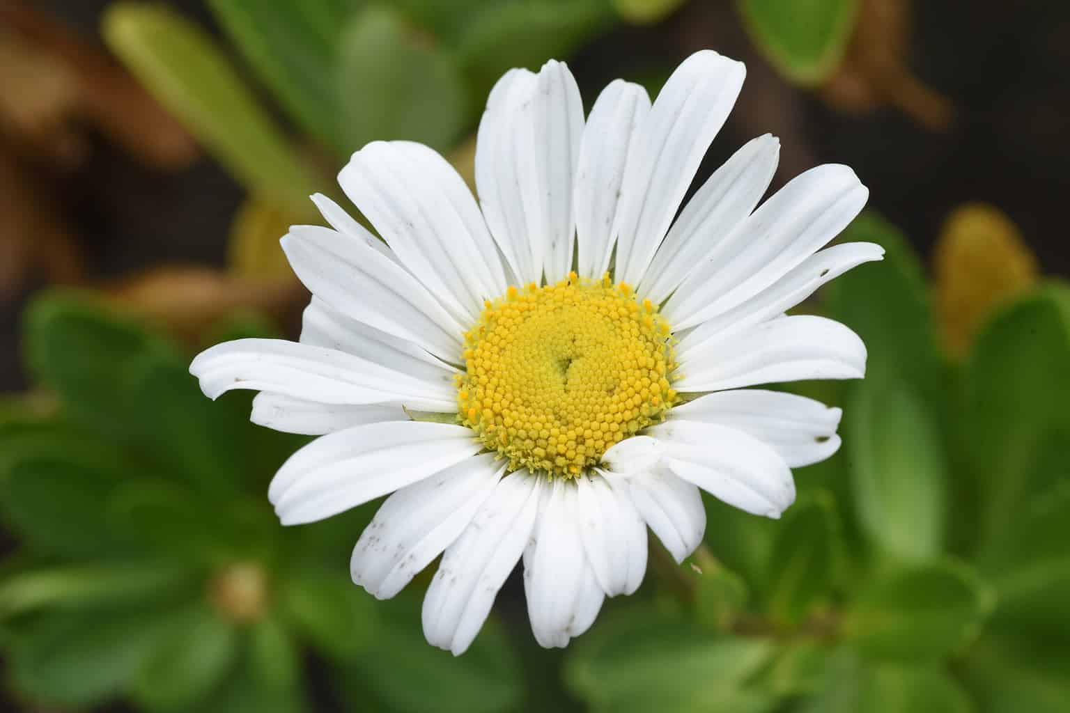 The Top 10 Most Colorful Fall-Blooming Flowers in Connecticut - A-Z Animals