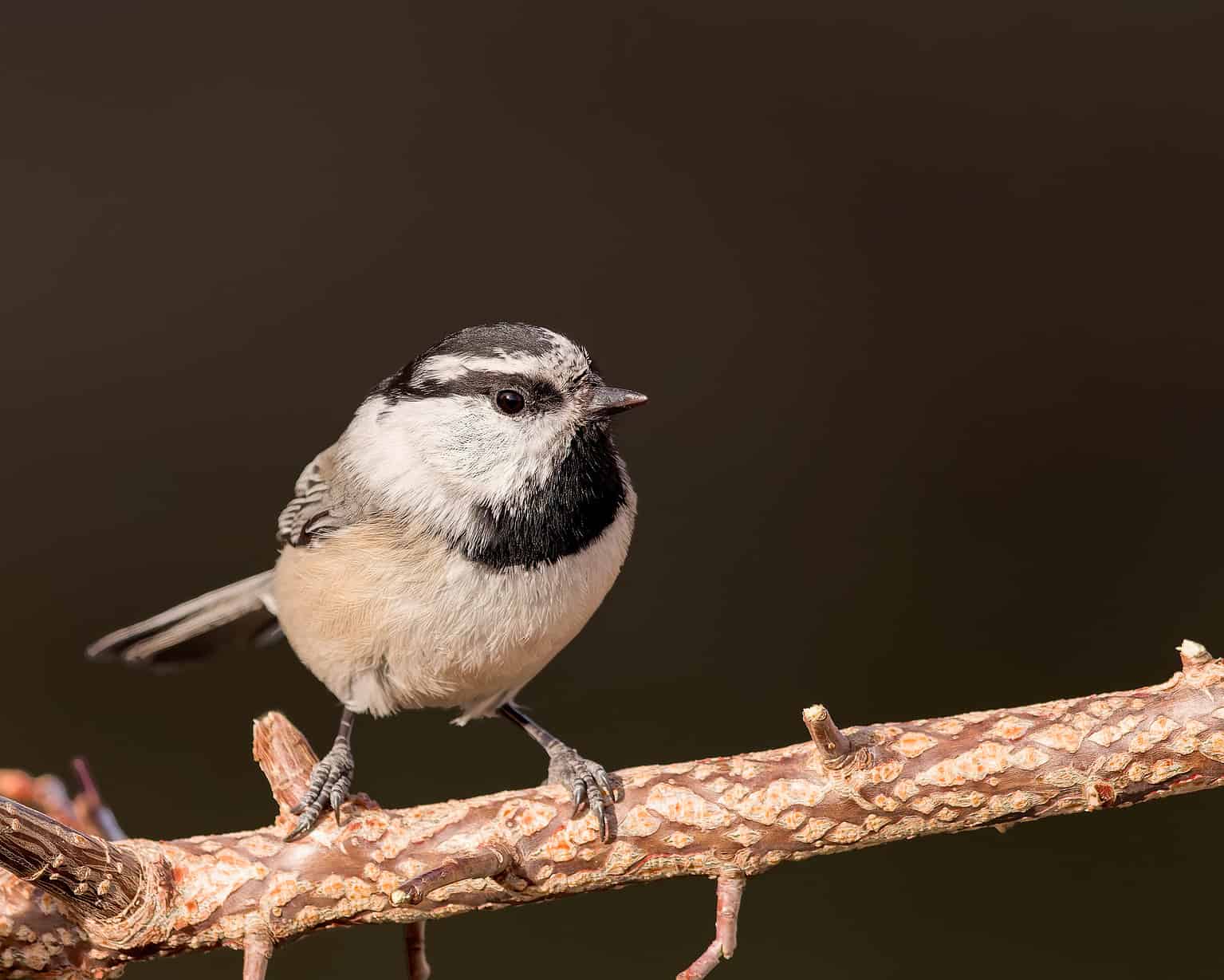 Where Do Chickadees Nest? - A-Z Animals
